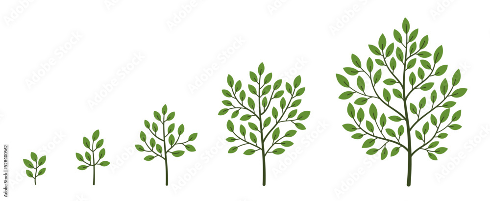 Green tree growth stages. Plant development. Vector illustration. The ...