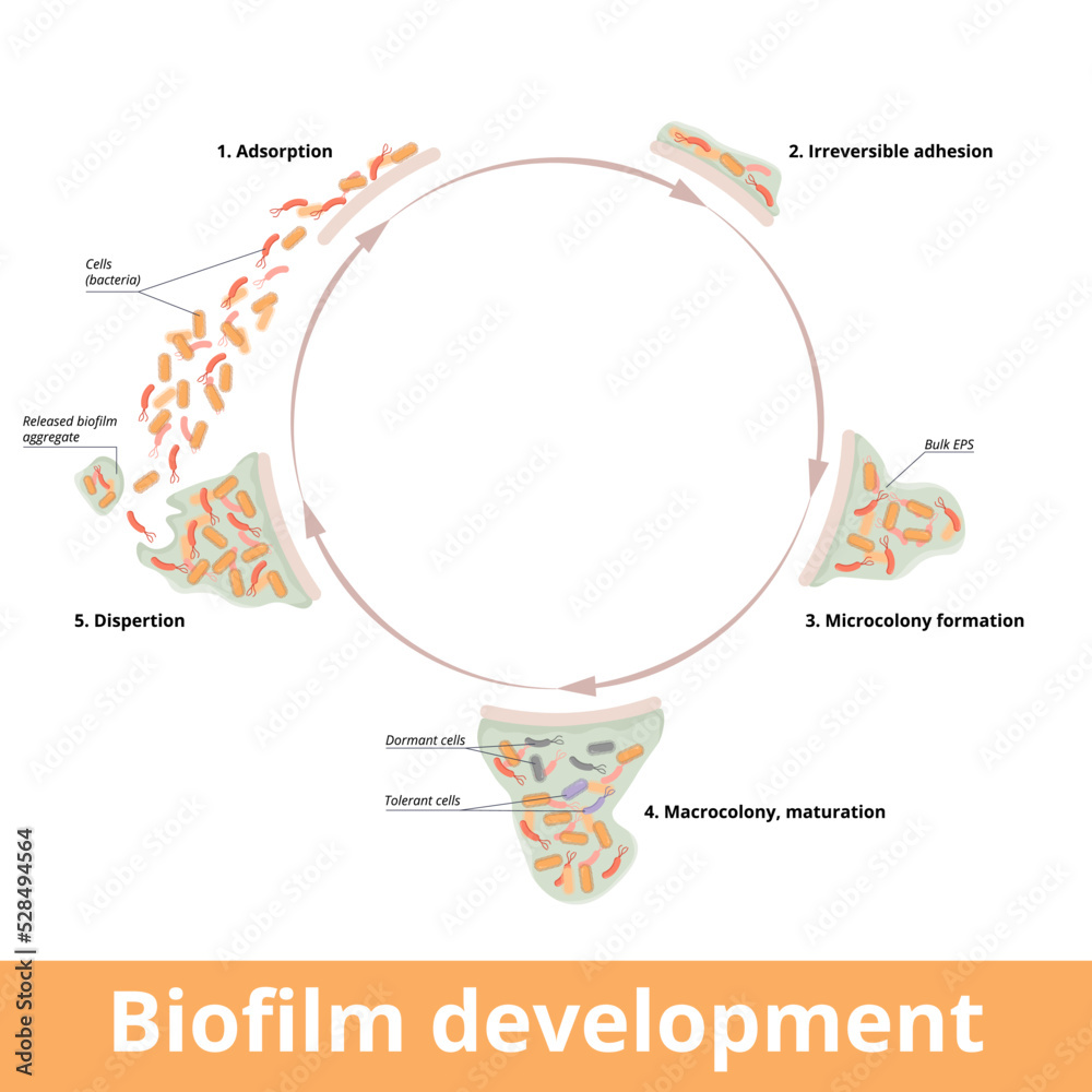 Biofilm development. Cycle diagram showing main stages of biofilm development and its main ...