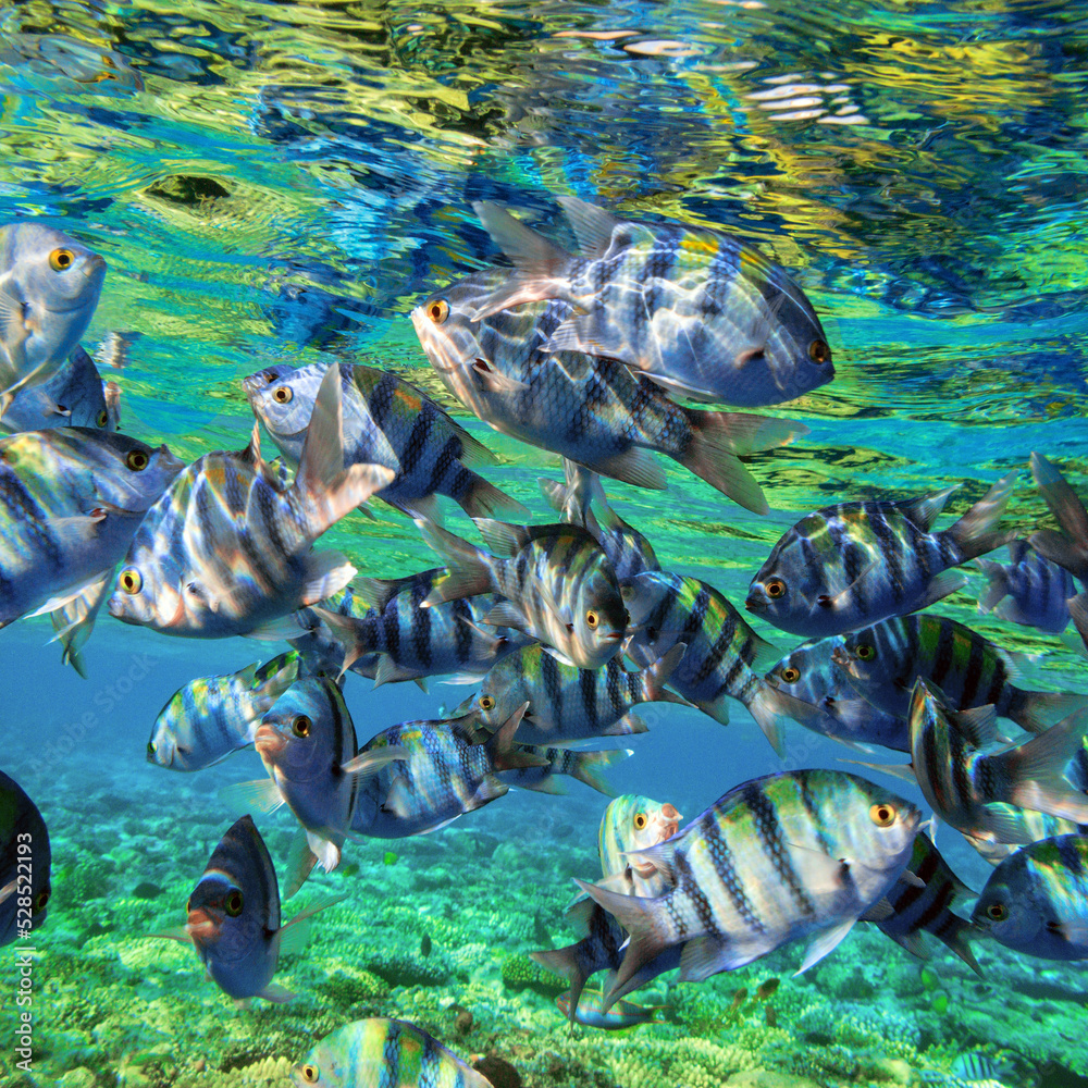 The Sergeant Major fish (Abudefduf Saxatilis) is one of the most common ...