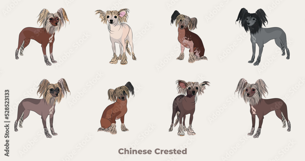 Chinese Crested breed, dog pedigree drawing. Cute dog characters in ...