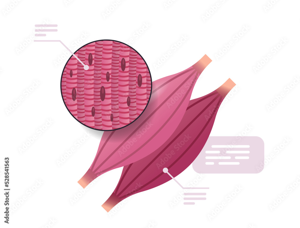 Vector de Stock detailed explanation muscle structure human internal ...