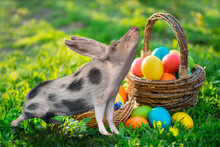 Cute Pig Easter Egg Basket Free Stock Photo - Public Domain Pictures