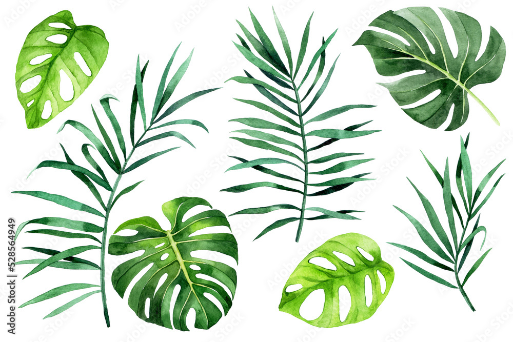 watercolor drawing. tropical leaves set. green leaves of palm, monstera ...