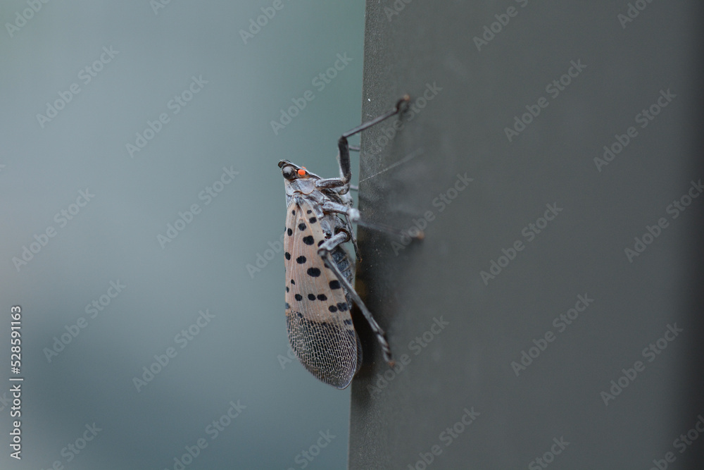 Spotted Lanternfly climbing the wall of a building in New York City ...