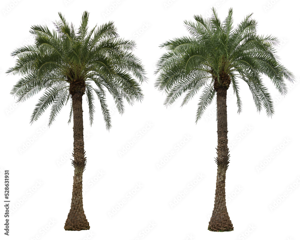 Phoenix dactylifera palm trees Stock Photo | Adobe Stock
