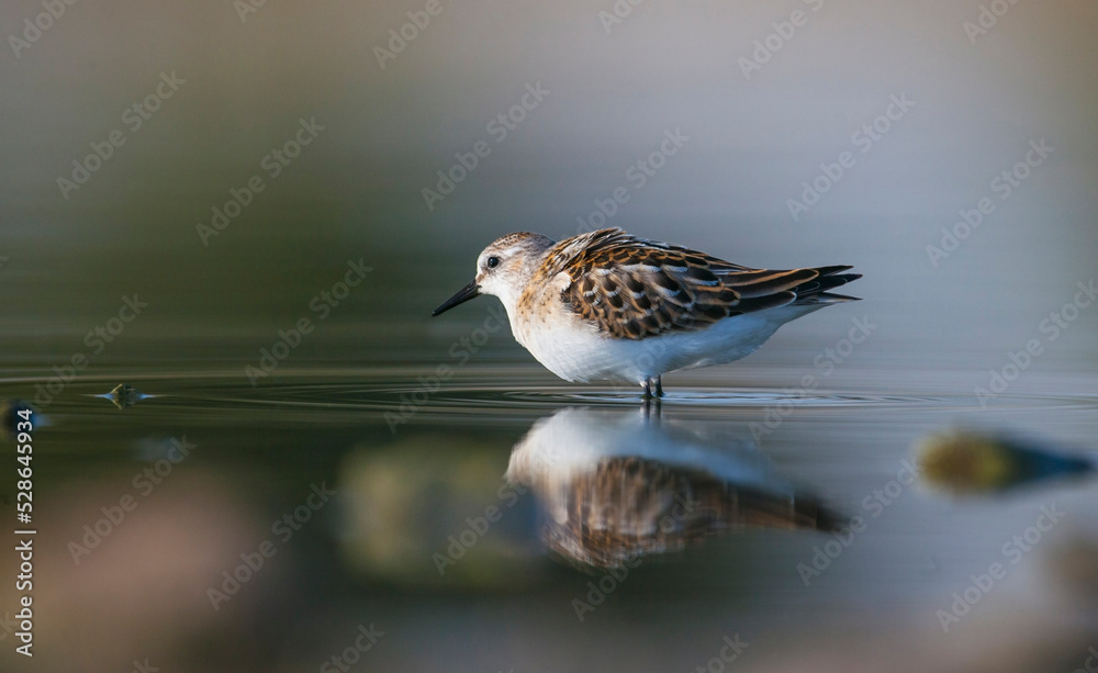 Little Stint (Calidris minuta) is is a wetland bird that lives in the ...