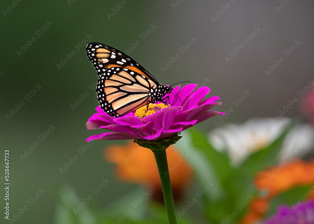 Monarch butterfly on flower Stock Photo | Adobe Stock