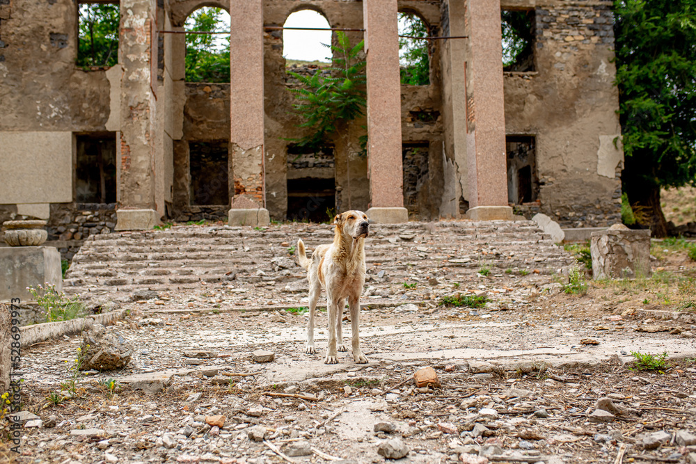 Abandoned animals on the streets of a ruined city, stray dogs near ...
