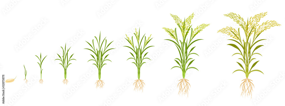 Rice growth in stages. Cycle of growing grain crops. Plant development ...
