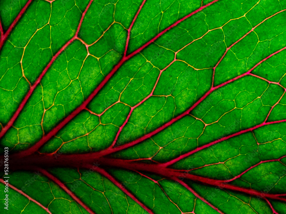 macro photography of a leaf texture Stock Photo | Adobe Stock