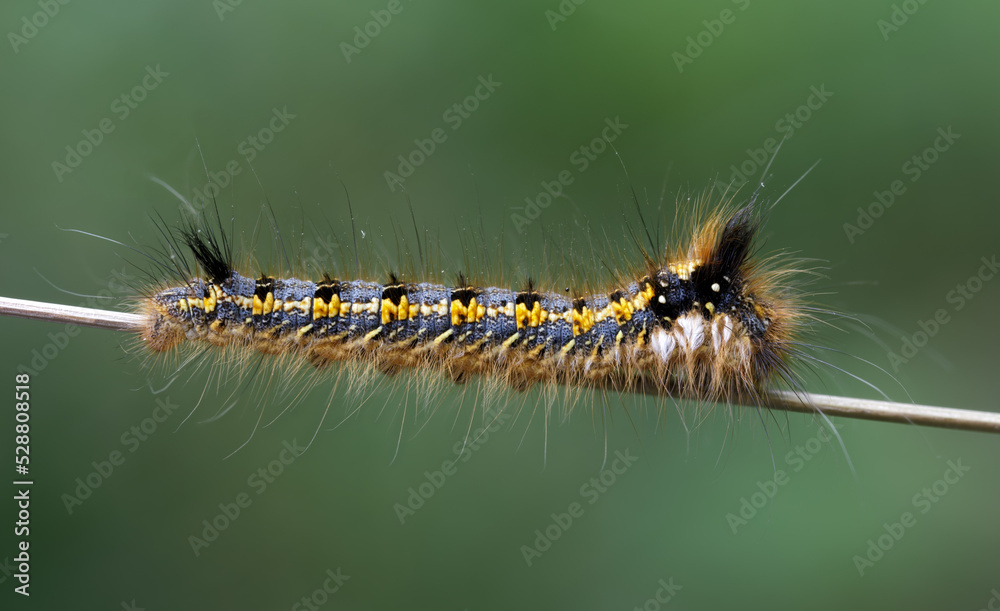 Die Raupen der Grasglucke -Euthrix potatoria Stock Photo | Adobe Stock