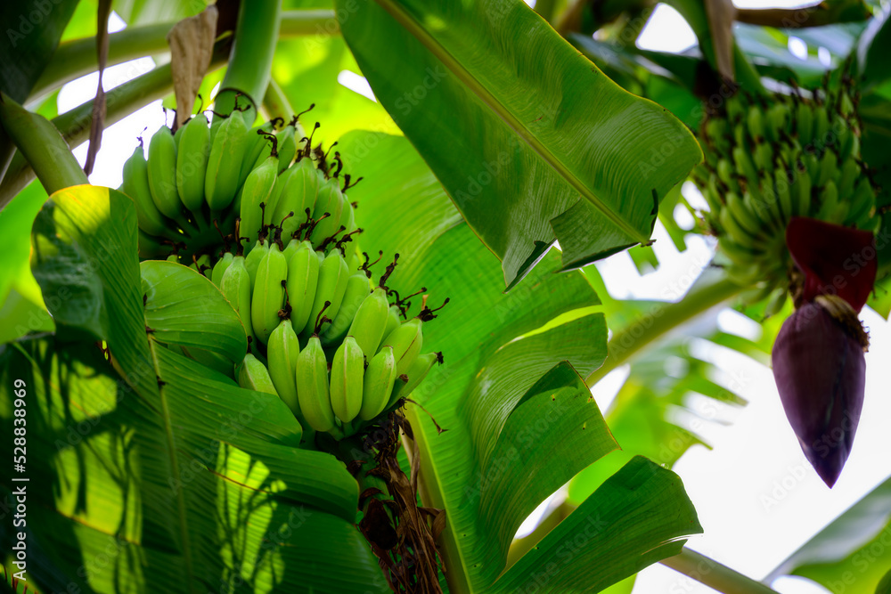 Bunch of green bananas in the garden. Pisang Awak or Namwa bananas and ...
