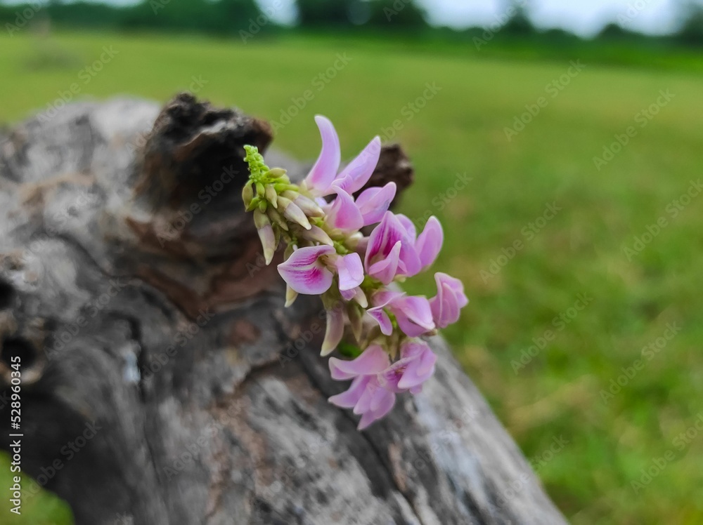 Rati Ratti Gunja Gunchi Chirmati Abrus Precatorius Abrus Indian ...