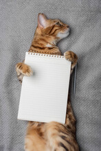 Cat Note Paper Free Stock Photo - Public Domain Pictures