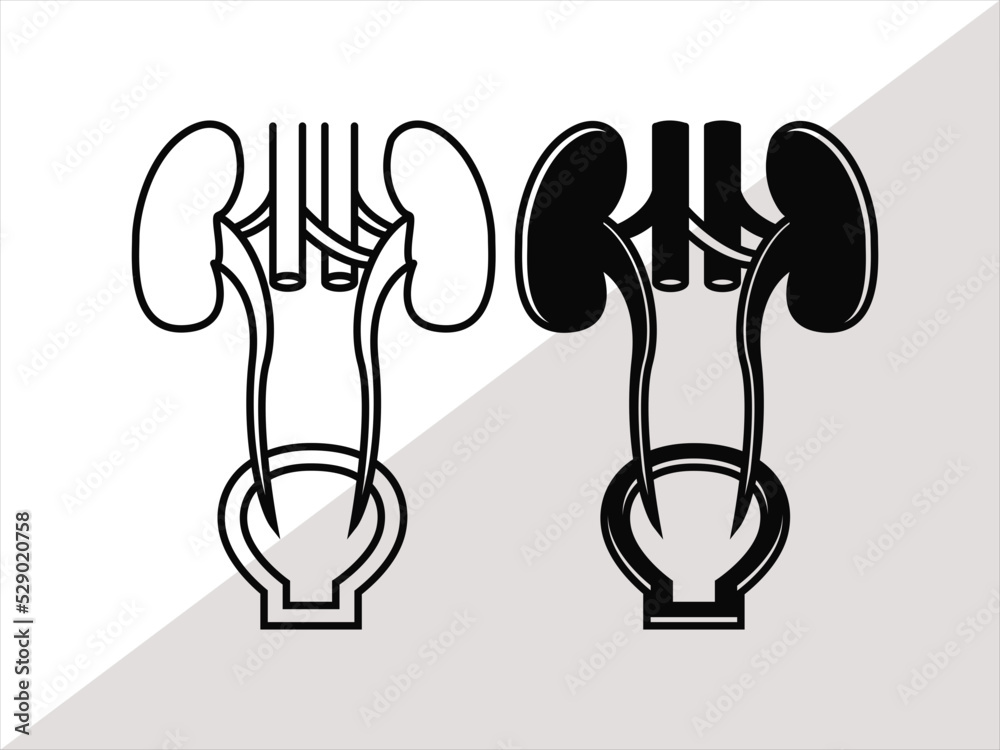 Image vectorielle Stock Kidney svg,urinary bladder clipart,kidney svg ...