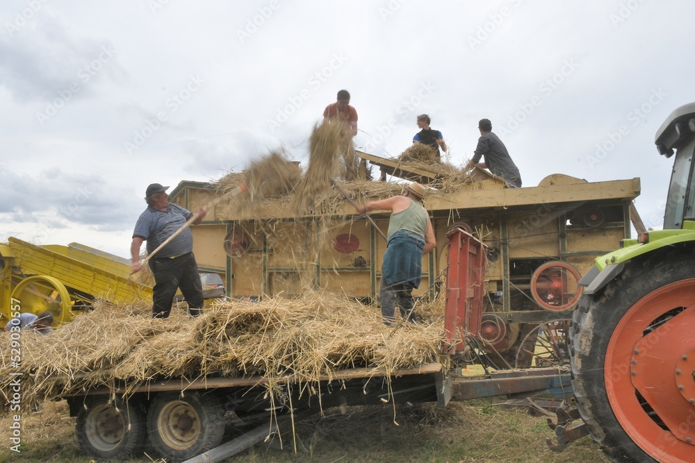 Des agriculteurs qui font la moisson avec une moissonneuse ancienne ...