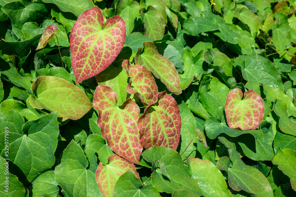 Closeup of green leaves and fresh spring growth leaves with red of a ...