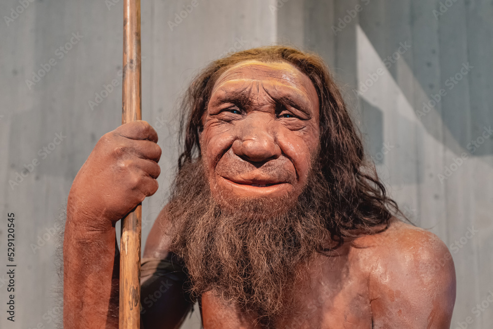 Стоковое фото «22 July 2022, Neanderthal museum, Germany: Detailed wax ...