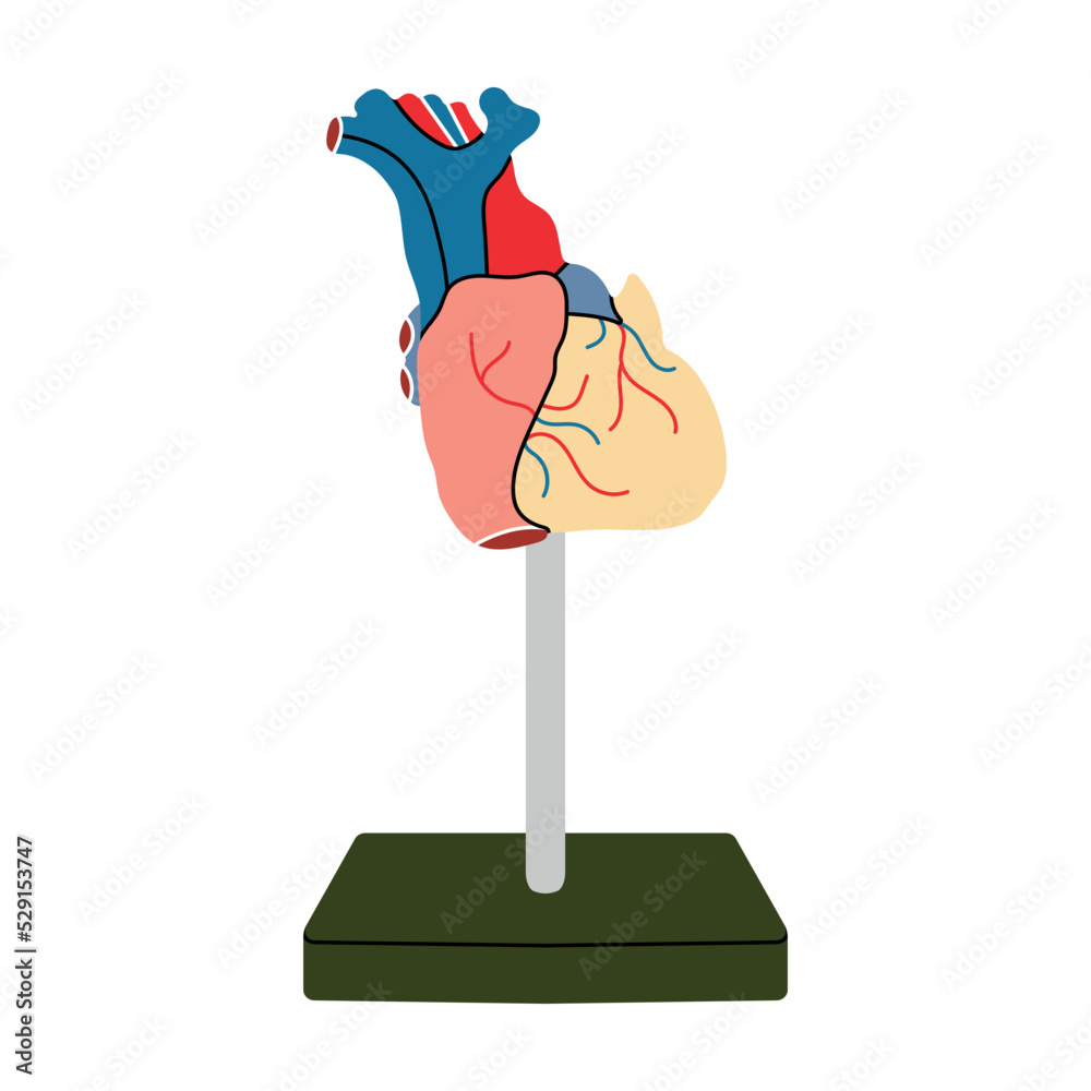 Anatomical heart in simple flat line style. Vector cartoon model of ...