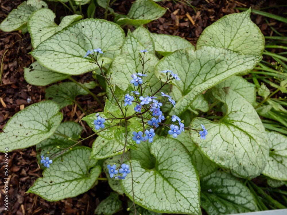 Siberian bugloss (Brunnera macrophylla) 'Jack Frost' with large, heart ...