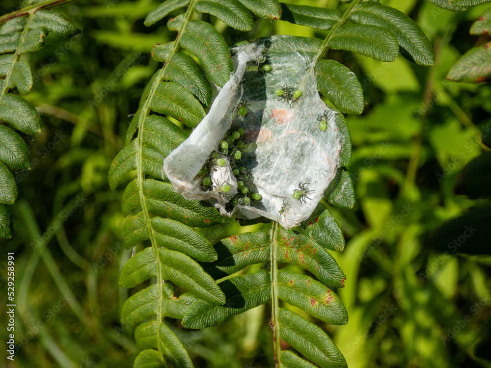 Macro shot of a group of many tiny spiderlings of the Green huntsman ...