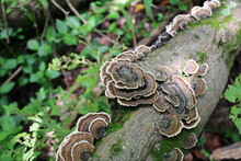 Green Turkey Tail Fungus On Log Free Stock Photo - Public Domain Pictures