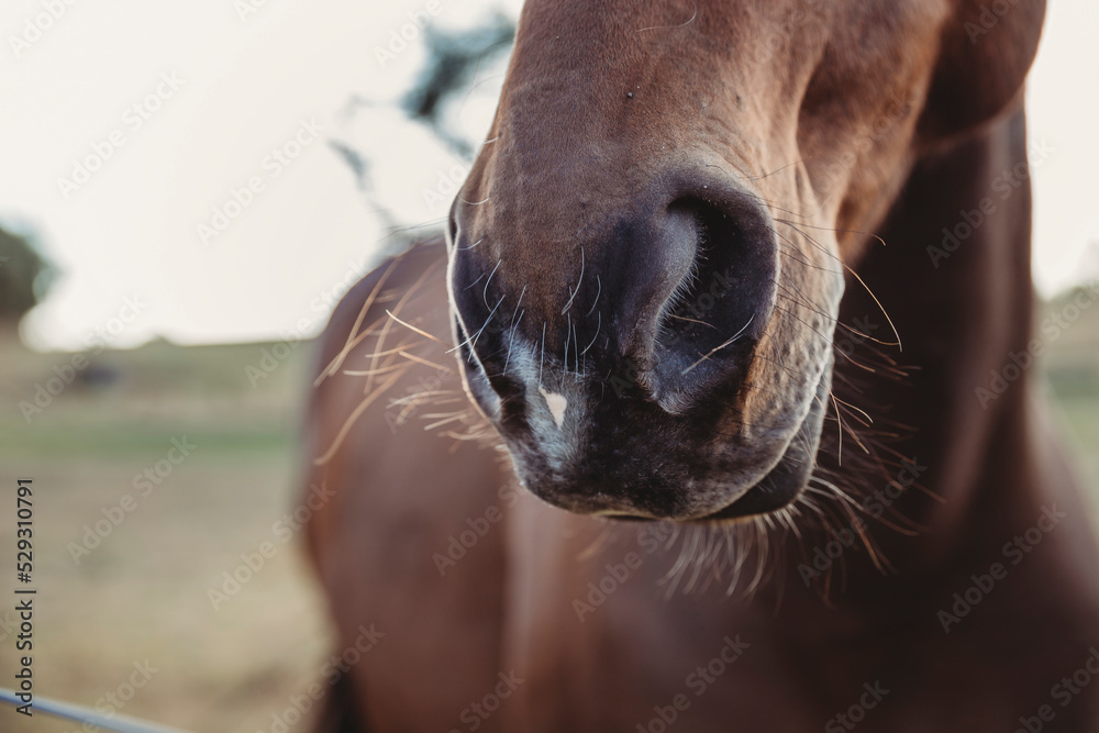 Close-up of horse's snout at farm Stock Photo | Adobe Stock