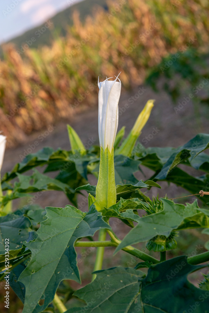 Hallucinogen plant Devil's Trumpet (Datura stramonium). White flower of ...