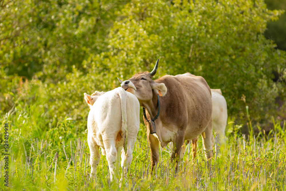 Vaca Lamiendo A Su Hijo Ternero En Un Prado De Montaña Al Atardecer