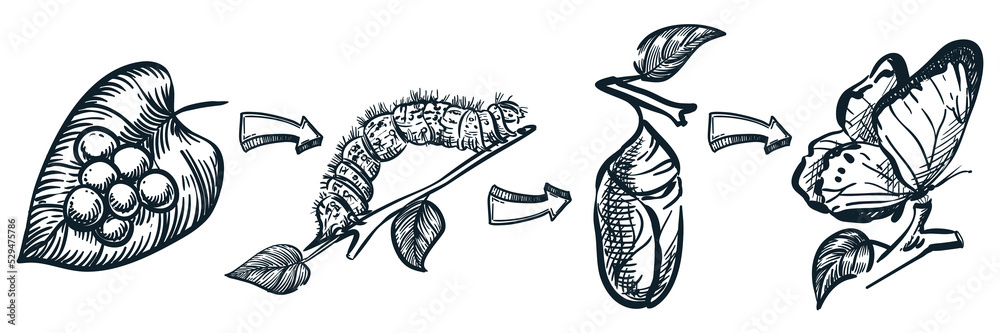 Butterflies life cycle. Vector hand drawn sketch illustration ...