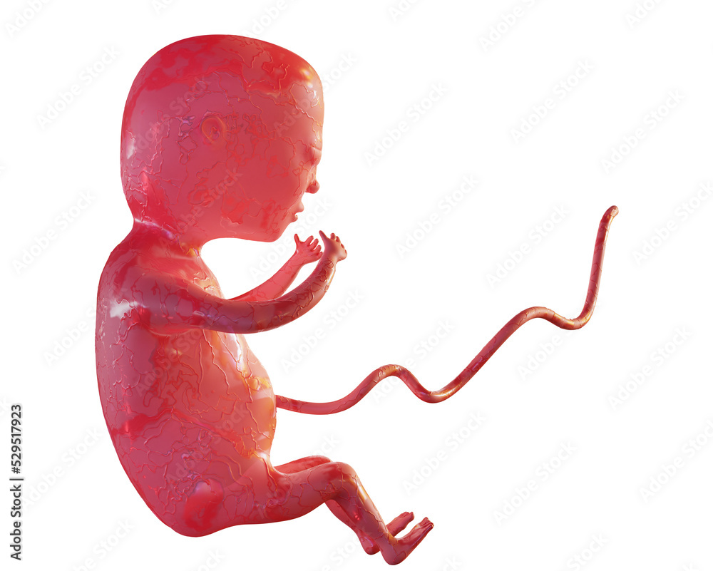 Human embryo isolated on a white background. Human fetus in the womb ...