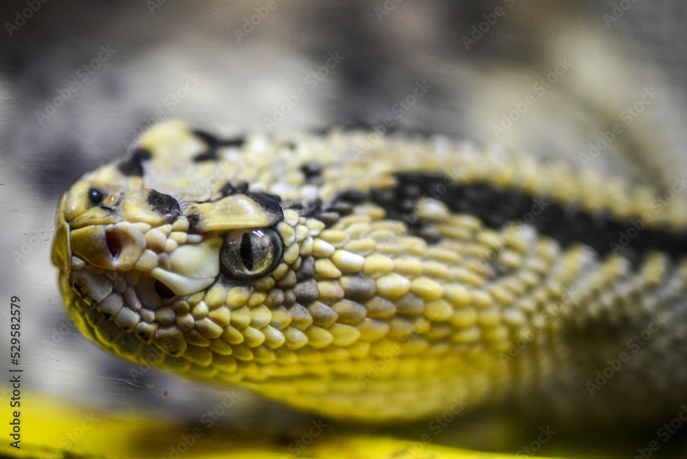 Animals Time Western Diamondback Rattlesnake eyes snake hypnotize Stock ...