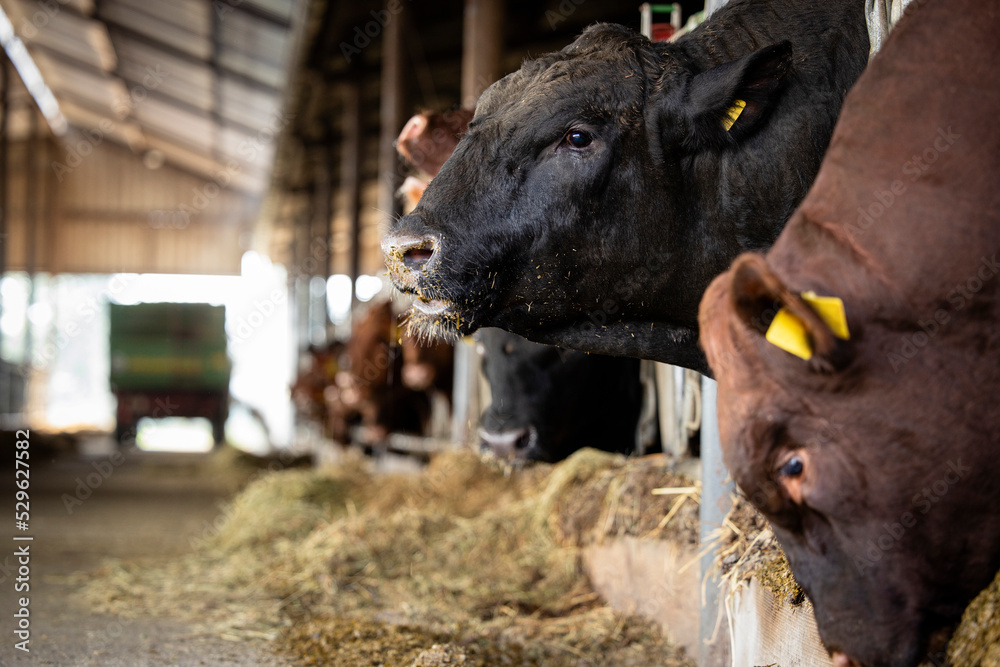 Bulls in cowshed eating hay at cattle farm. Domestic animals breeding ...