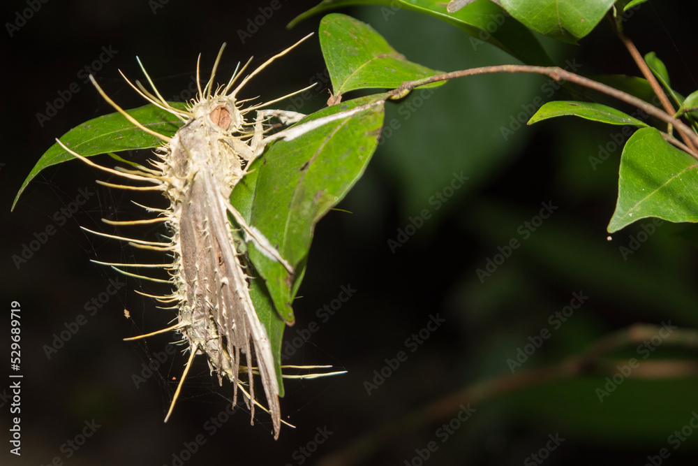 Cordyceps Infestation of a Moth in Calakmul Biosphere Reserve, Mexico ...