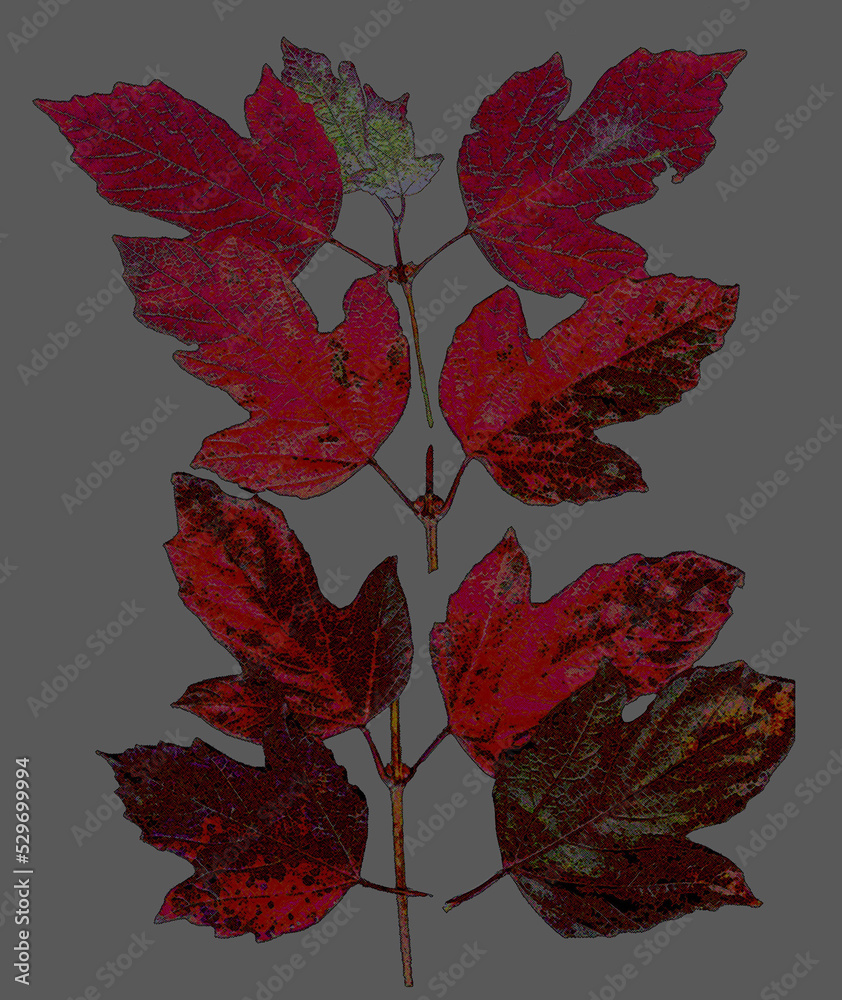 Distorted solarized branches of red leaves unique colors Stock ...