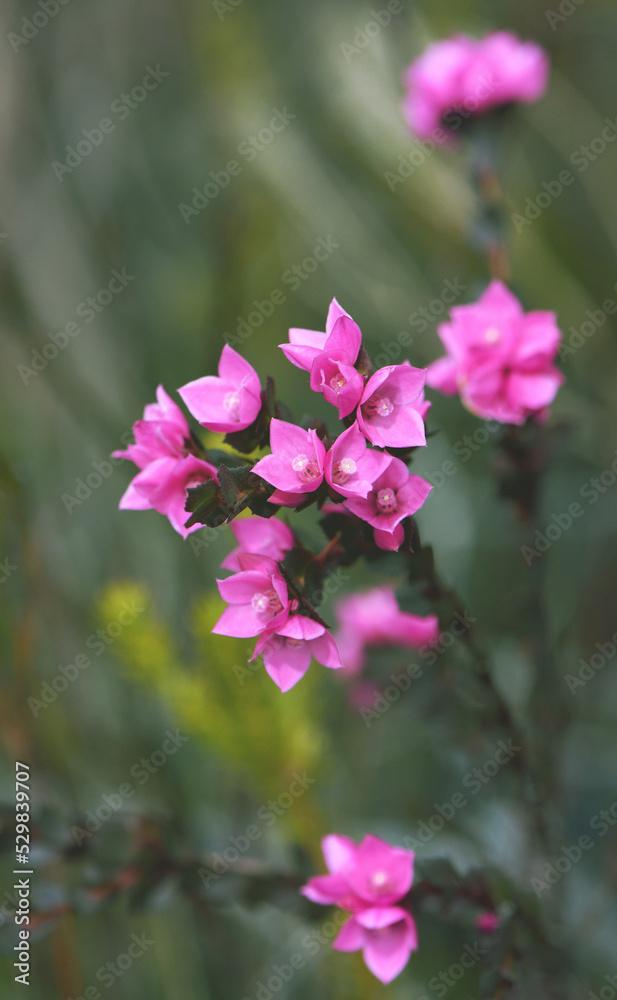 Deep pink flowers of the Australian Native Rose, Boronia serrulata ...