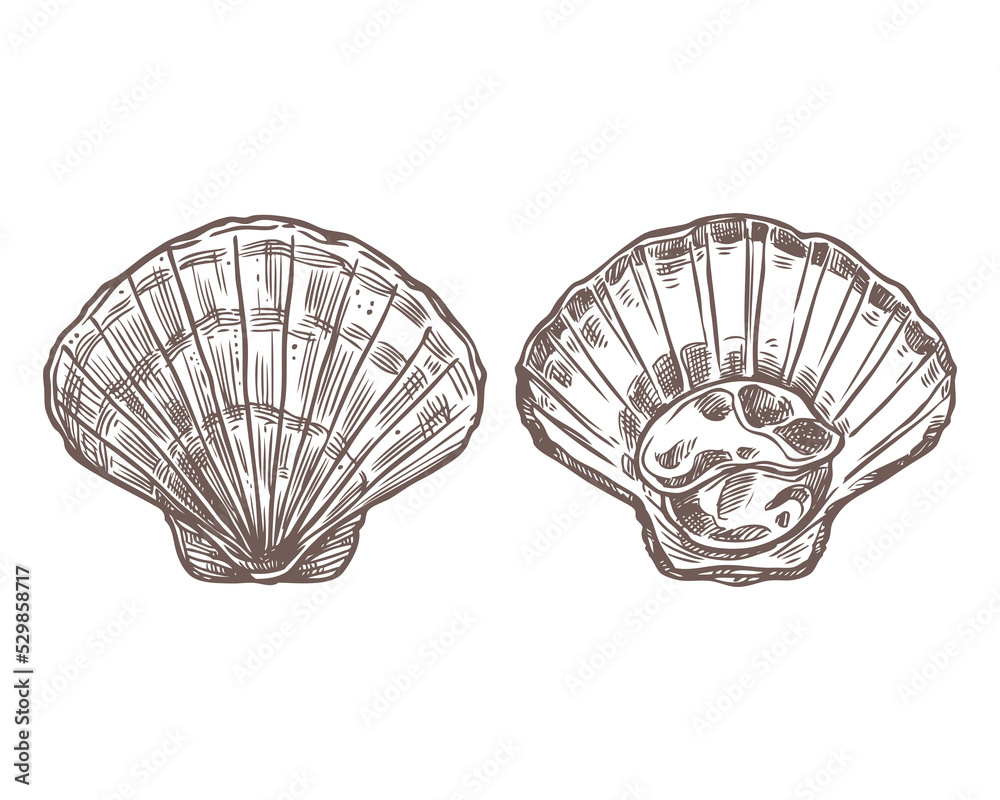 Scallop sketch vector - hand drawn seashell isolated on white. Doodle ...