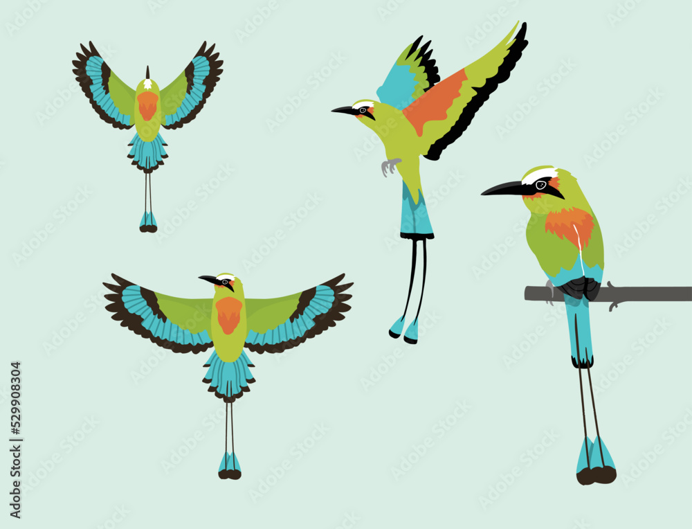 VECTORS. Turquoise-browed motmot birds. Also known in Central America ...