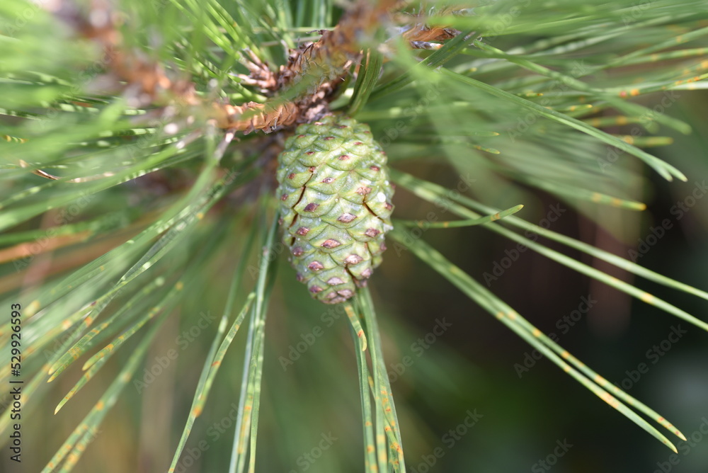 Conifer cones (Pinecones). Pine cones are the enlarged female flowers ...