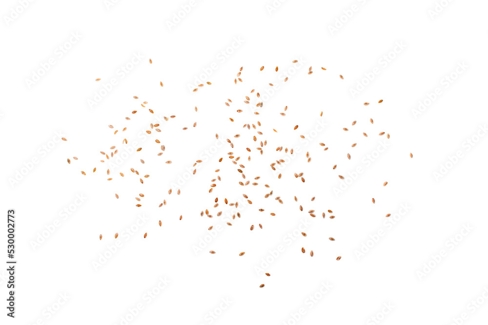 Plantago Ovata Seeds Isolated, Psyllium Husk, Isabgol Ispaghula Stock ...