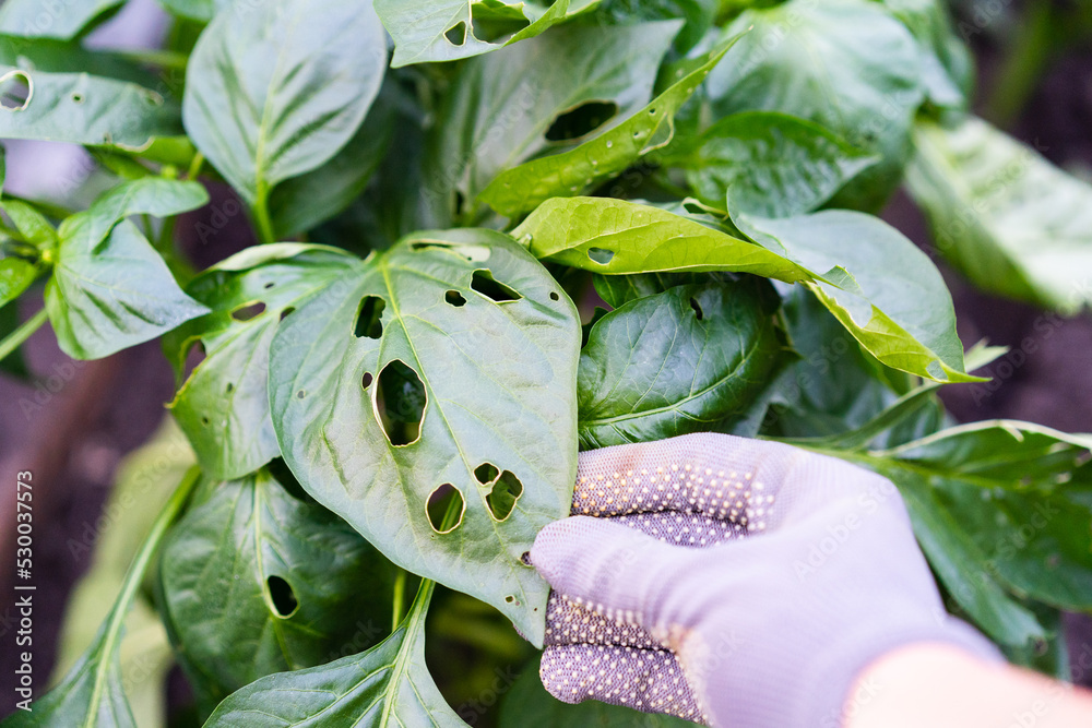 Foto de Stock leaky pepper leaves, pests of vegetable seedlings, damage ...