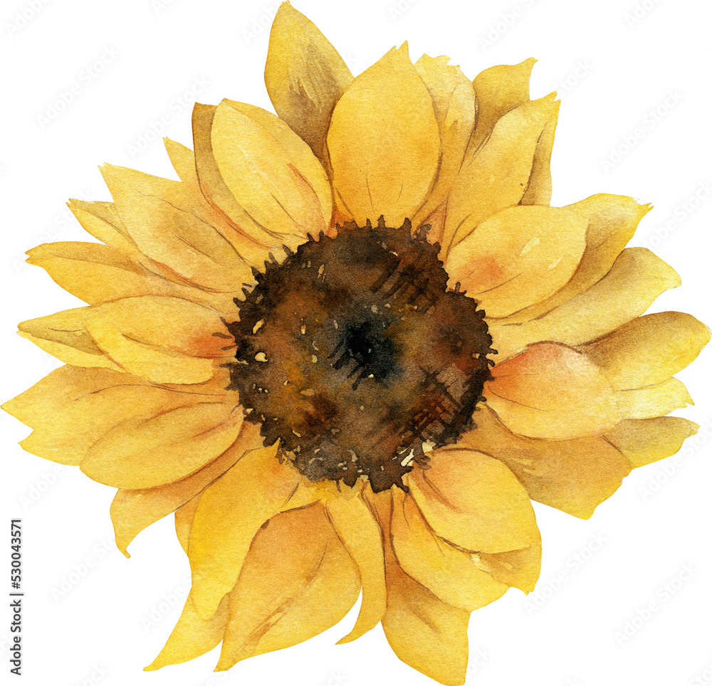 Hand-drawn watercolor sunflower botanical illustration isolated on ...