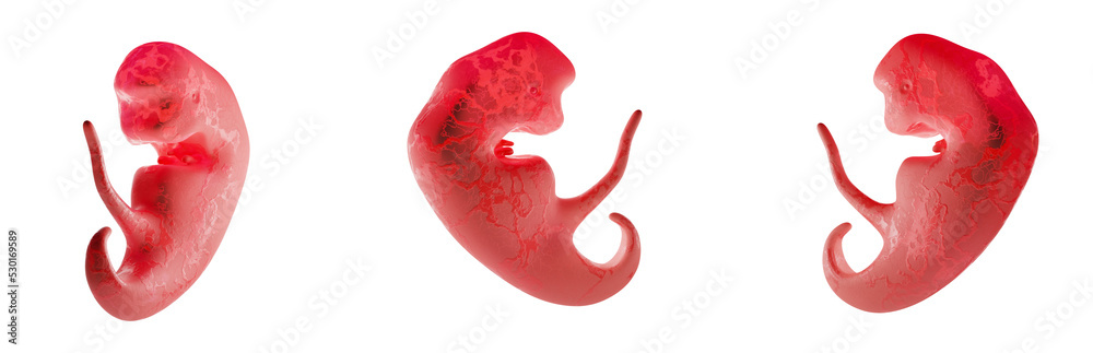 Embryo at 3 weeks, isolated on a white background. Human embryo from ... Embryo at 3 weeks, isolated on a white background. Human embryo from ...