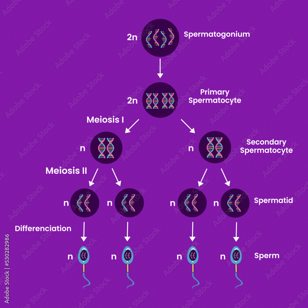 Structure of Spermatogenesis and cell division. human reproductive ...
