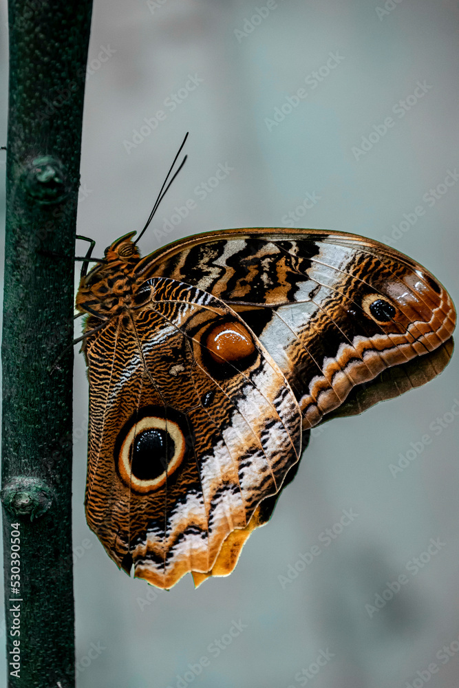 Caligo memnon, Mariposa buho Stock Photo | Adobe Stock