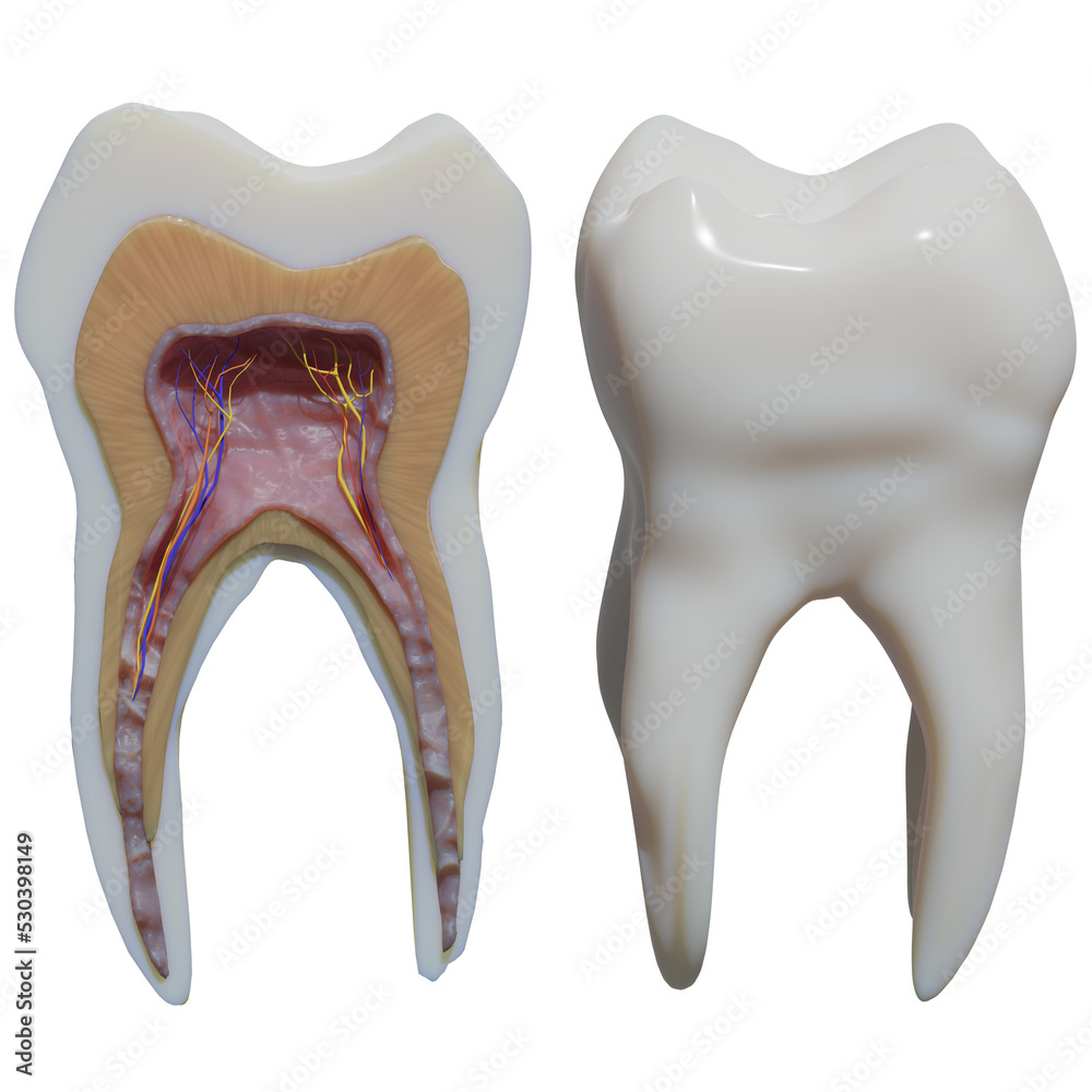 Tooth Structure - The Teeth ( Human Anatomy ) Stock Illustration ...