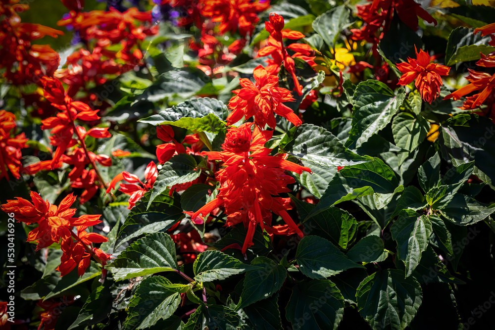 Salvia splendens (Scarlet Sage or Tropical Sage). Flower of bright red ...