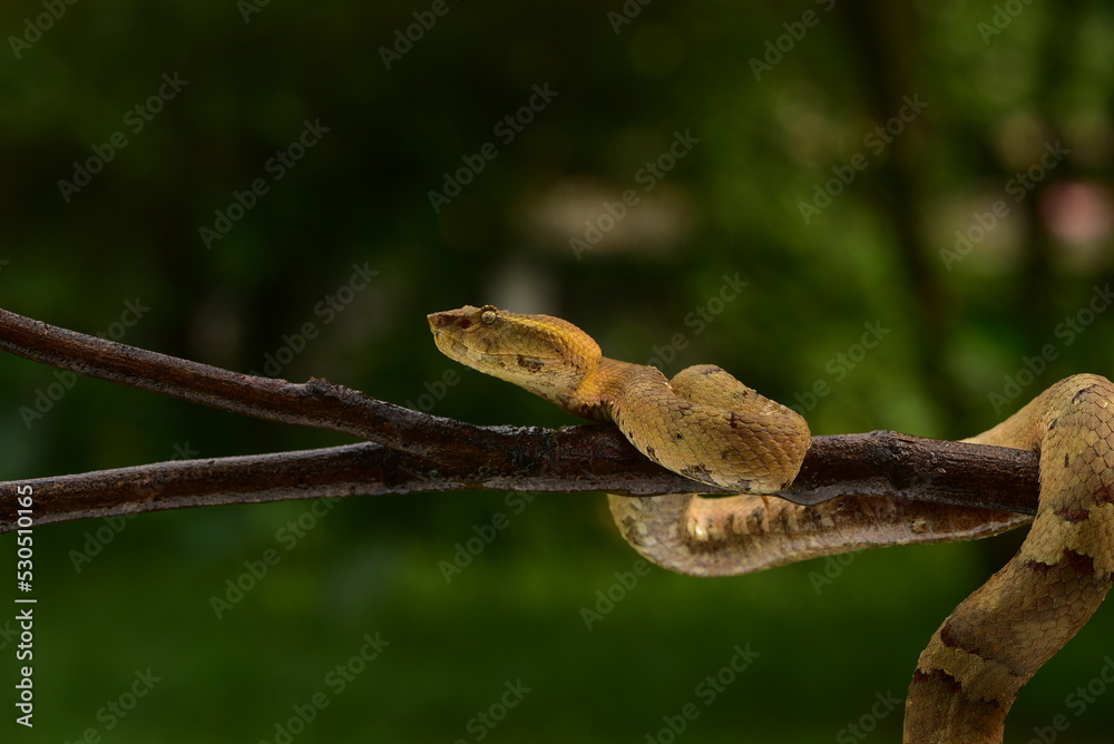 Craspedocephalus puniceus is a venomous pit viper species endemic to ...