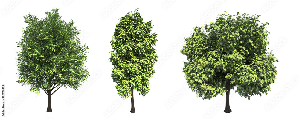 deciduous tree, isolate on a transparent background, 3d illustration ...