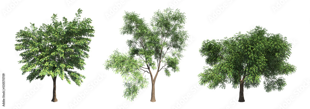 deciduous tree, isolate on a transparent background, 3d illustration ...
